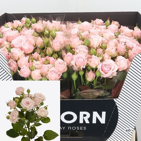 Rose Spray Rubicon 40cm | Wholesale Dutch Flowers & Florist Supplies UK