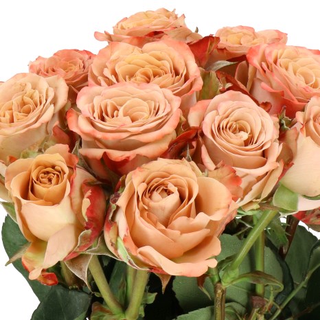 Rose Spray | Wholesale Flowers UK | Wedding Flowers | Triangle Nursery