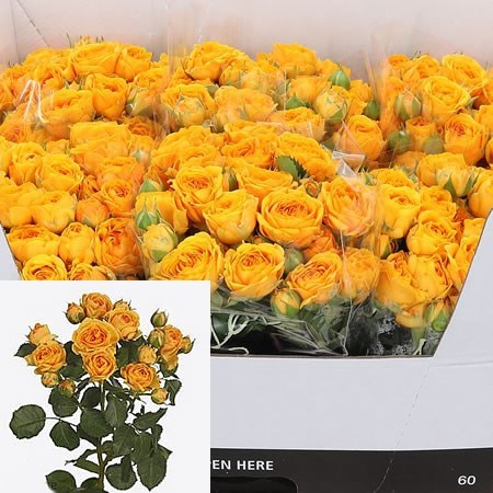 Rose Spray | Wholesale Flowers UK | Wedding Flowers | Triangle Nursery