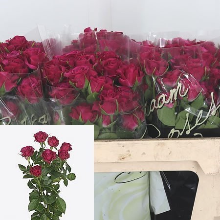 Rose Spray | Wholesale Flowers UK | Wedding Flowers | Triangle Nursery