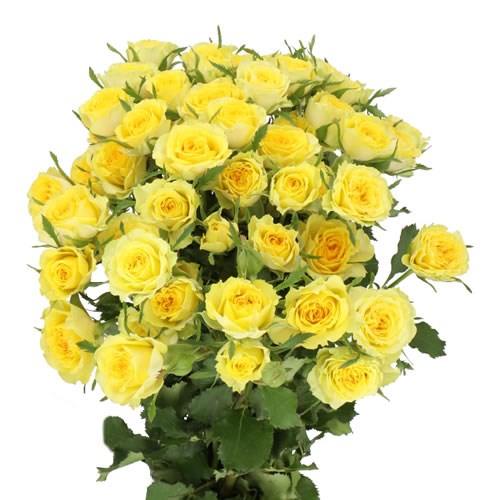 Rose Spray | Wholesale Flowers UK | Wedding Flowers | Triangle Nursery