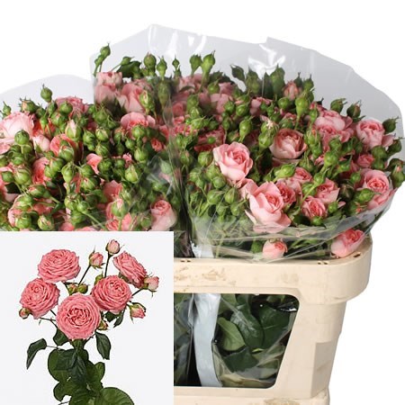 Rose Spray | Wholesale Flowers UK | Wedding Flowers | Triangle Nursery