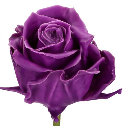 Buy Waxed Roses & Waxed Rose Hips | Wholesale Flowers & Florist Supplies UK