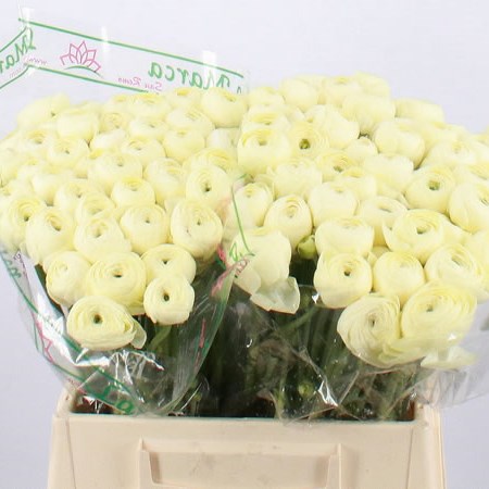 Ranunculus | Wholesale Flowers UK | Wedding Flowers | Triangle Nursery