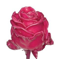 Buy Waxed Roses & Waxed Rose Hips | Wholesale Flowers & Florist Supplies UK