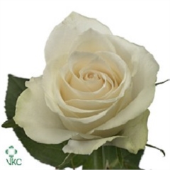 Earl Grey Knight Roses x 20 | Wholesale Flowers & Florist Supplies UK