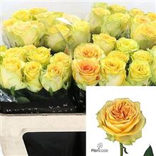 Wholesale Dutch flowers. Wholesale Floral Supplier