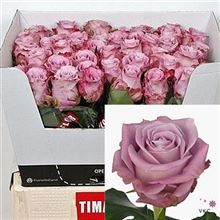 Rose Avalanche 60cm | Wholesale Flowers & Florist Supplies UK