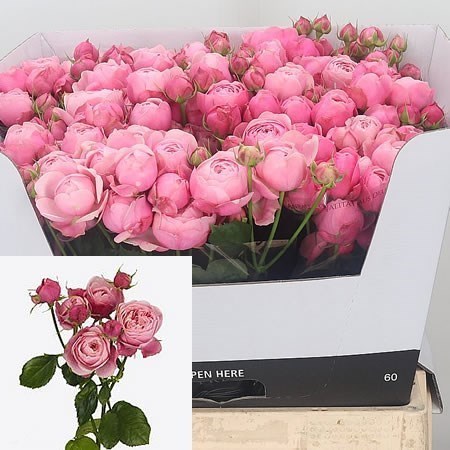 Rose Spray | Wholesale Flowers UK | Wedding Flowers | Triangle Nursery