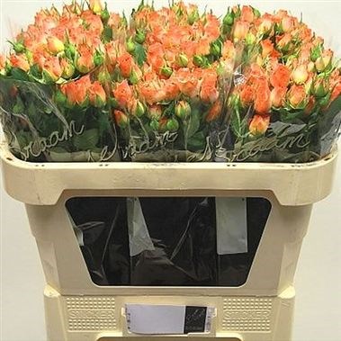 Rose Spray Odilia 50cm | Wholesale Dutch Flowers & Florist Supplies UK