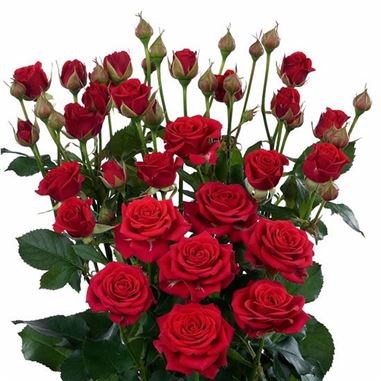 Rose Spray Abeba 50cm | Wholesale Flowers & Florist Supplies UK