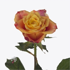 Earl Grey Knight Roses x 20 | Wholesale Flowers & Florist Supplies UK
