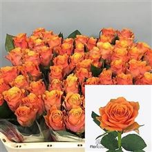 Buy wholesale cut roses online | Wedding Flowers | Triangle Nursery