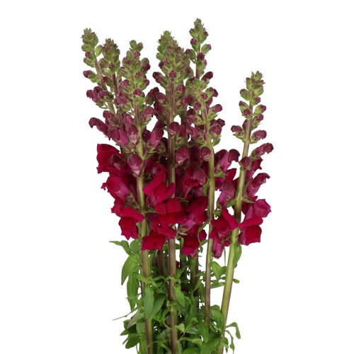 Buy Antirrhinums (Snapdragons) Wholesale Flowers Online | Wedding ...