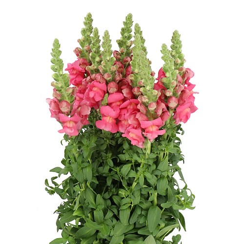 Buy Antirrhinums (Snapdragons) Wholesale Flowers Online | Wedding ...