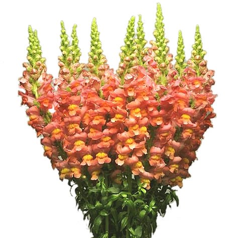 Buy Antirrhinums (Snapdragons) Wholesale Flowers Online | Wedding ...