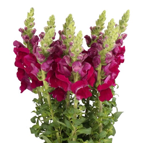 Buy Antirrhinums (Snapdragons) Wholesale Flowers Online | Wedding ...