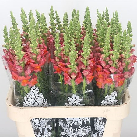 Buy Antirrhinums (Snapdragons) Wholesale Flowers Online | Wedding ...