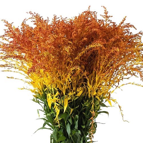 Dyed Solidago Solidaster | Wholesale Flowers & Florist Supplies UK