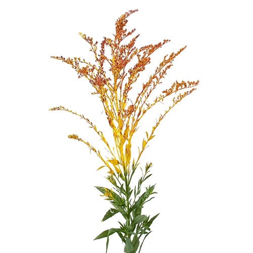 Dyed Solidago Solidaster | Wholesale Flowers & Florist Supplies UK