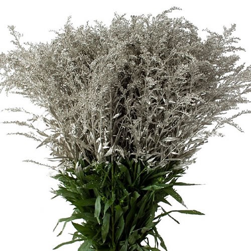 Dyed Solidago Solidaster | Wholesale Flowers & Florist Supplies UK
