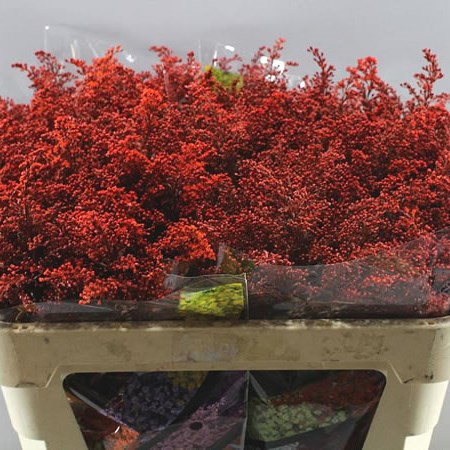 Dyed Solidago Solidaster | Wholesale Flowers & Florist Supplies UK