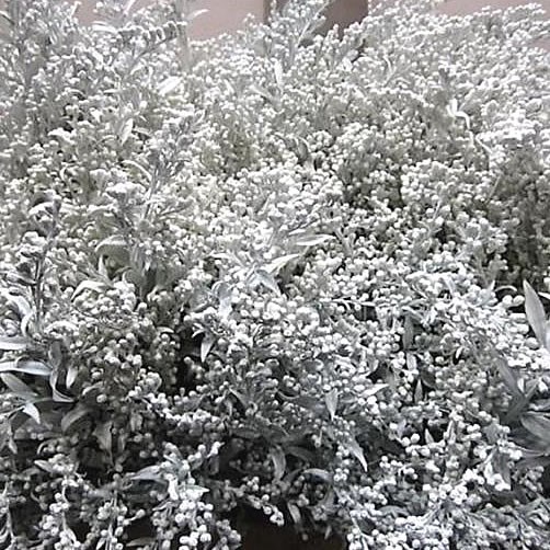 Dyed Solidago Solidaster | Wholesale Flowers & Florist Supplies UK