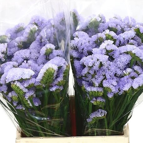 Statice & Limonium | Wholesale Flowers UK | Wedding Flowers | Triangle ...