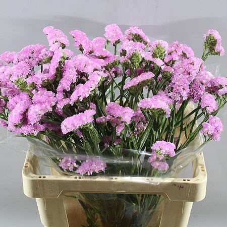 Wholesale Dutch flowers. Wholesale Floral Supplier
