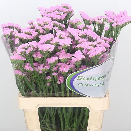 Statice & Limonium | Wholesale Flowers UK | Wedding Flowers | Triangle ...