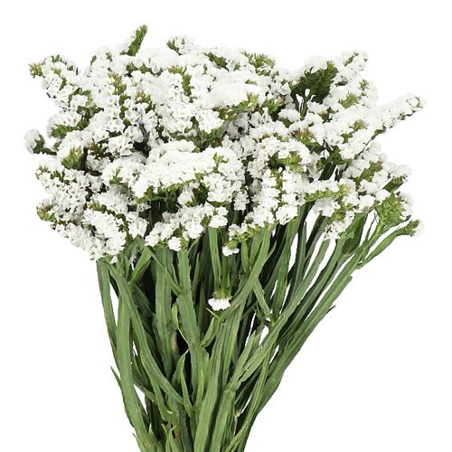 Statice & Limonium | Wholesale Flowers UK | Wedding Flowers | Triangle ...