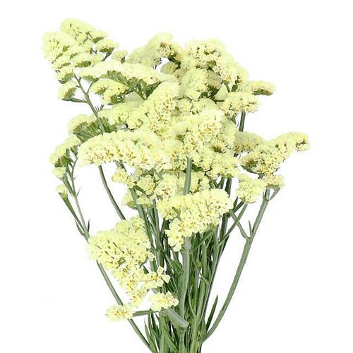 Statice & Limonium | Wholesale Flowers UK | Wedding Flowers | Triangle ...