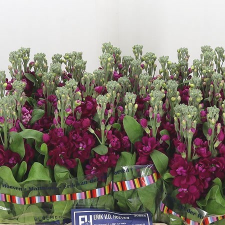Stocks | Wholesale Flowers UK | Wedding Flowers | Triangle Nursery