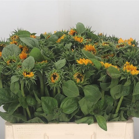 Sunflowers Helianthus | Wholesale Dutch Flowers & Florist Supplies UK