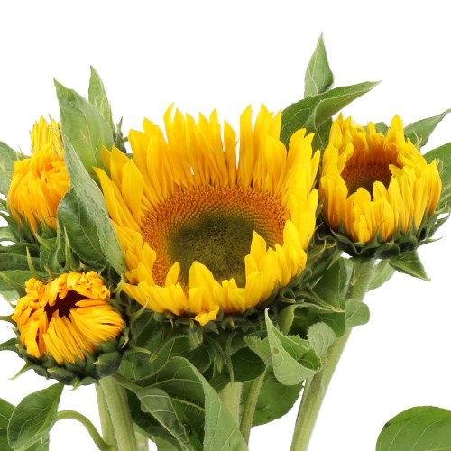 Sunflowers Helianthus | Wholesale Dutch Flowers & Florist Supplies UK