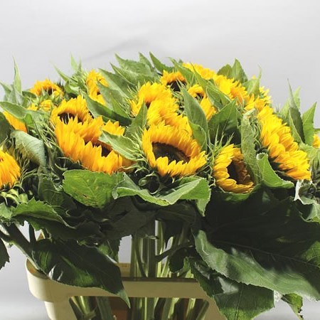 Sunflowers Helianthus | Wholesale Dutch Flowers & Florist Supplies UK