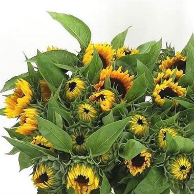 Sunflowers Helianthus | Wholesale Dutch Flowers & Florist Supplies UK
