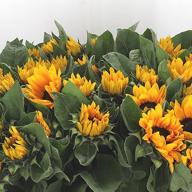 Sunflowers Helianthus | Wholesale Dutch Flowers & Florist Supplies UK