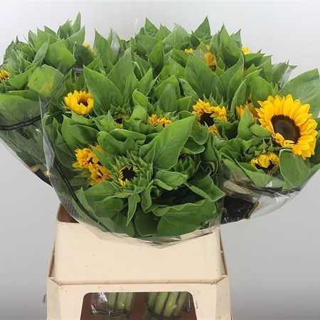 Sunflowers Helianthus | Wholesale Dutch Flowers & Florist Supplies UK