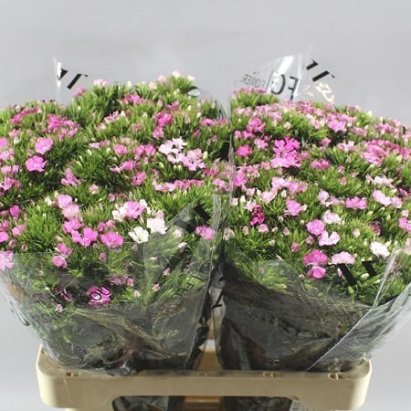 English Grown Sweet Williams (Dianthus) | Wholesale British Flowers ...