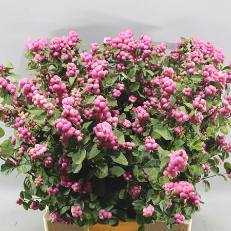 Symphoricarpos | Wholesale Flowers UK | Wedding Flowers | Triangle Nursery