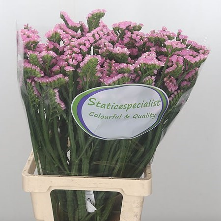 Statice & Limonium | Wholesale Flowers UK | Wedding Flowers | Triangle ...