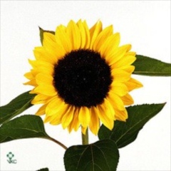 Sunflower | Wholesale Flowers UK | Wedding Flowers | Triangle Nursery