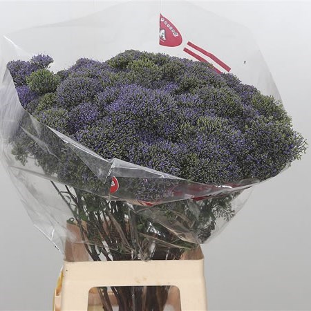 Trachelium | Wholesale Flowers UK | Wedding Flowers | Triangle Nursery