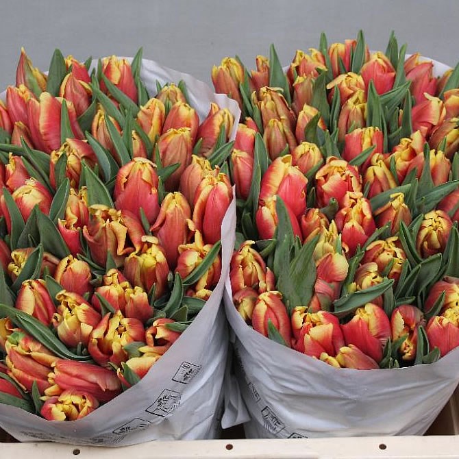 Tulips Parrot | Wholesale Flowers UK | Wedding Flowers | Triangle Nursery