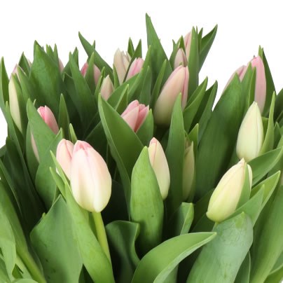 Wholesale Dutch flowers. Wholesale Floral Supplier