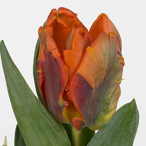 Tulips Parrot | Wholesale Flowers UK | Wedding Flowers | Triangle Nursery