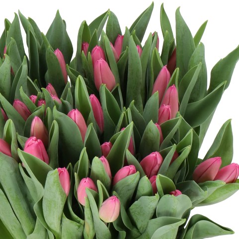 Wholesale Dutch flowers. Wholesale Floral Supplier