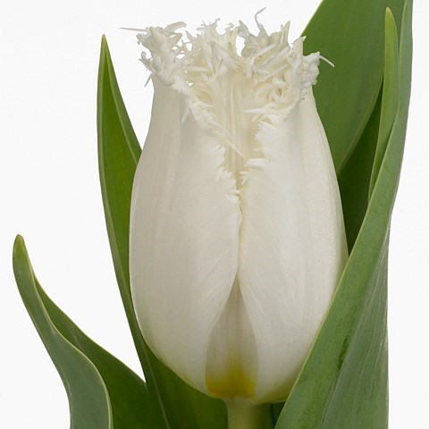 TULIPS TRESOR 37cm 40gm | Wholesale Dutch Flowers & Florist Supplies UK