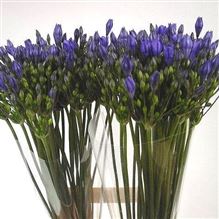 Brodea | Wholesale Flowers UK | Wedding Flowers | Triangle Nursery
